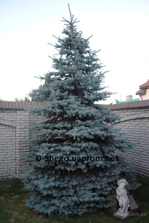 Голубая Ель Фото Цена – Telegraph